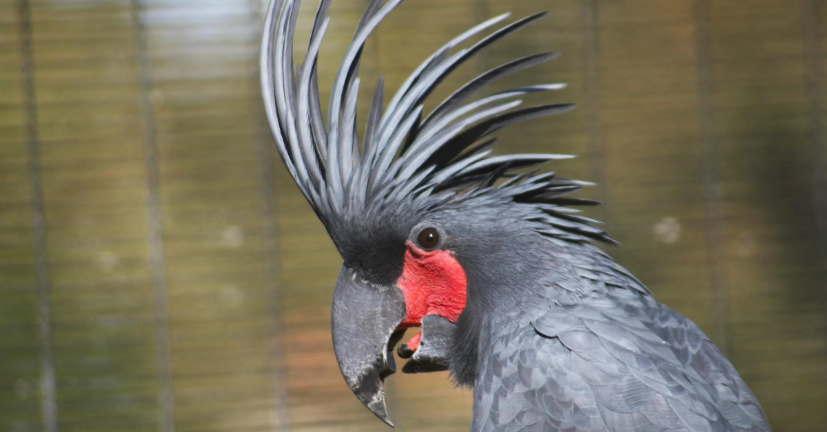 20 Rare Birds That Come With Hefty Price Tags - Worthly