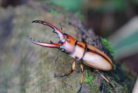 10 Remarkably Expensive Creatures Bought Around The World - Worthly