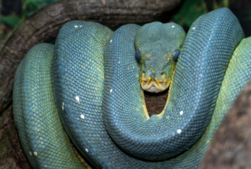 10 Remarkably Expensive Creatures Bought Around The World - Worthly