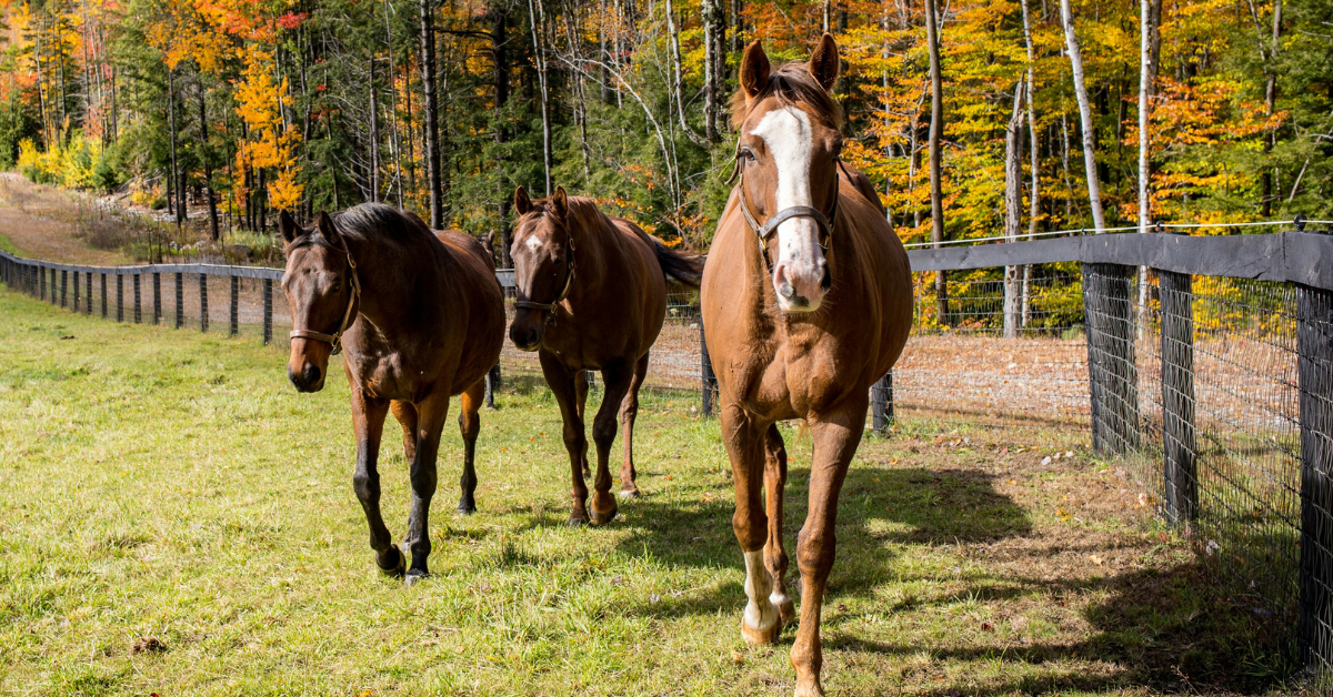 10 Remarkably Expensive Creatures Bought Around The World - Worthly