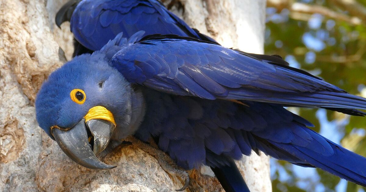 10 Exotic Pets That Come With A Hefty Price Tag - Worthly