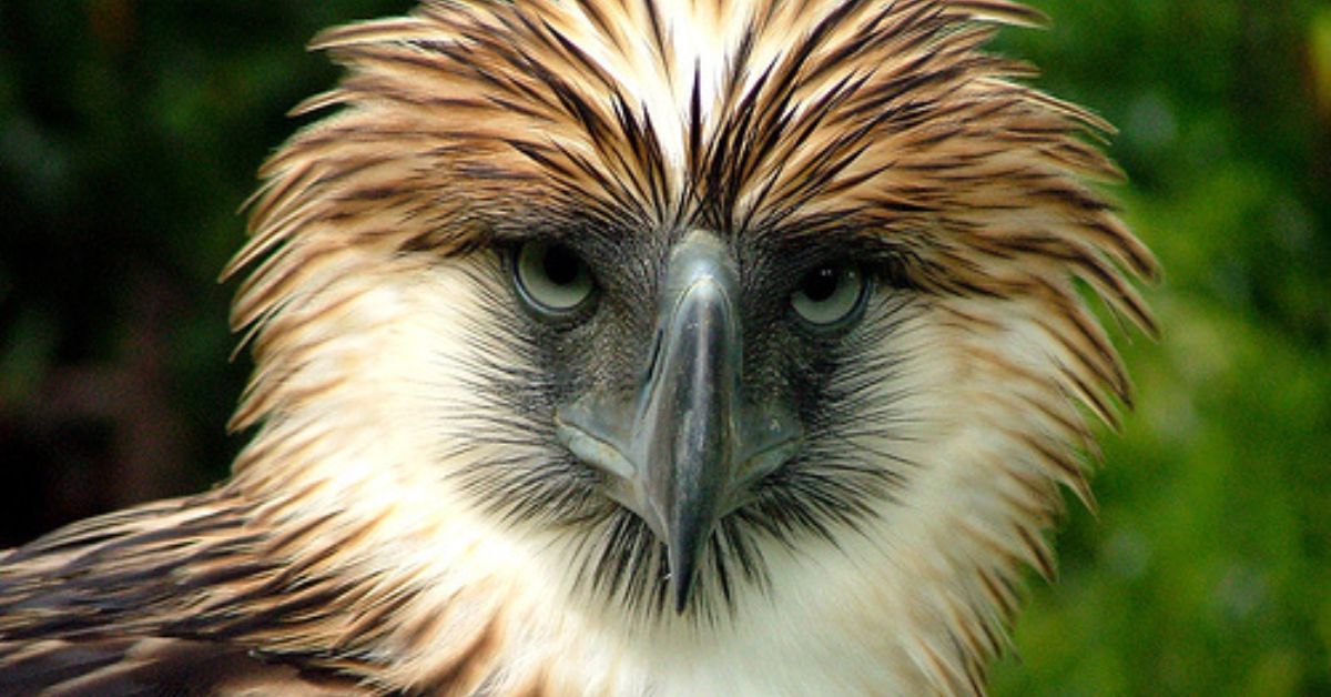 10 Animals That Are Rarely Seen or Known - Worthly