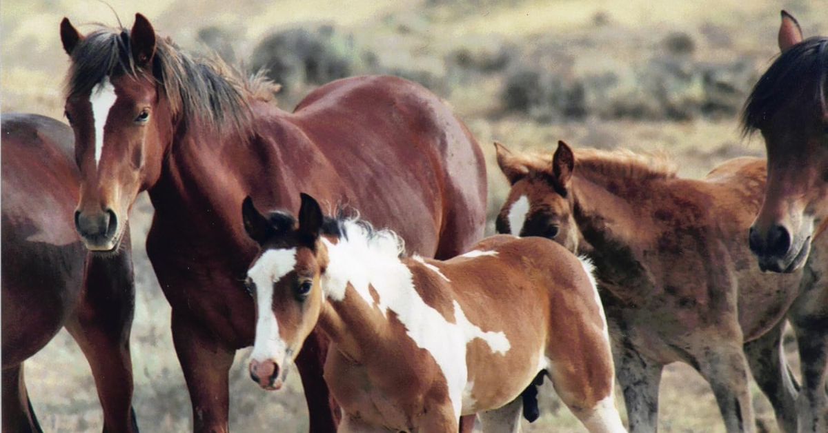 10 Places In The U.S. Where You Can Still Spot Wild Mustangs Today ...