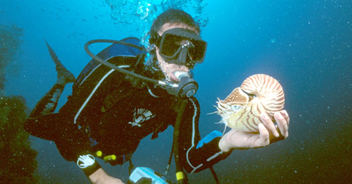 10 Epic Dive Sites In Palau You Need To Visit At Least Once - Worthly