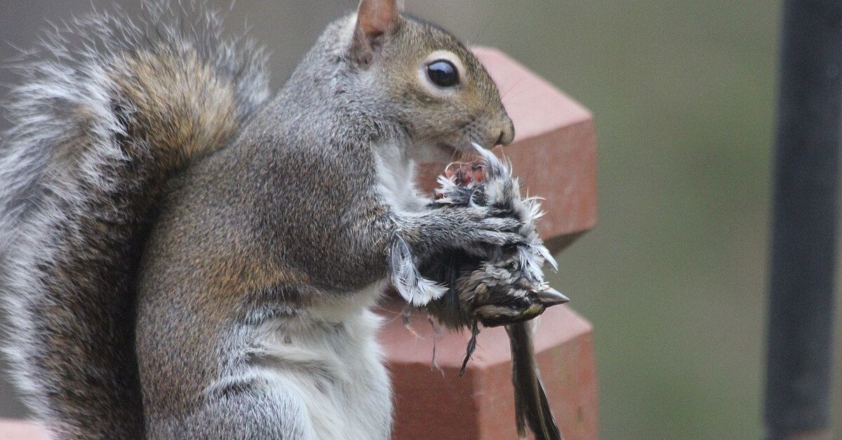 10 Times Squirrels Went Unexpectedly Carnivorous - Worthly